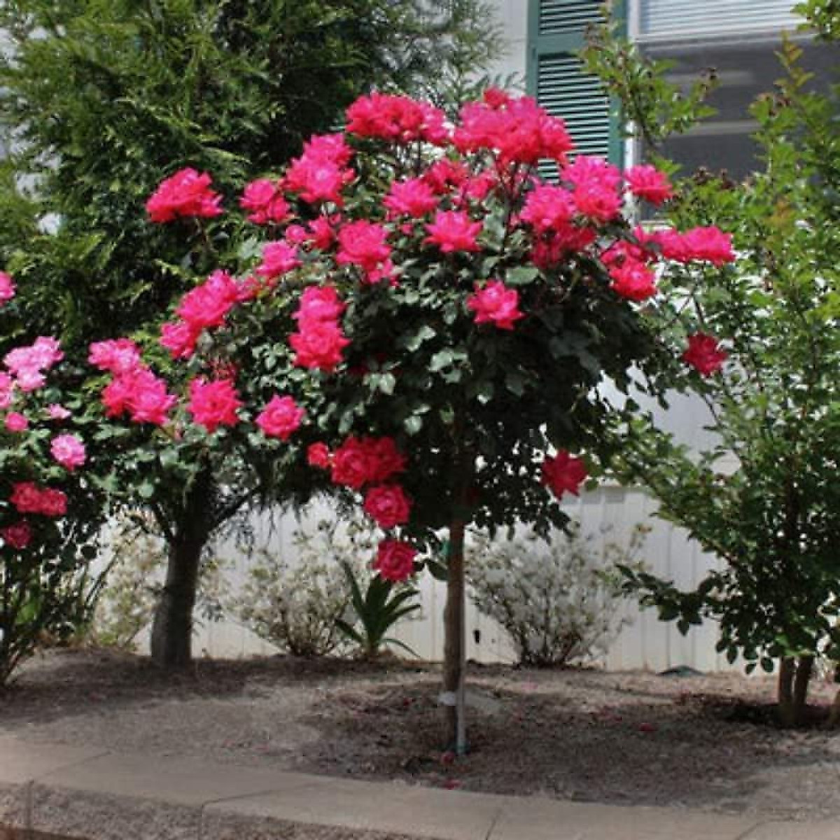 2 Red Rose of Sharon Althea Hibiscus Syriacus Plants 1 to 2 Ft Height for Planting Ornaments Perennial Garden Simple to Grow Pots Gifts