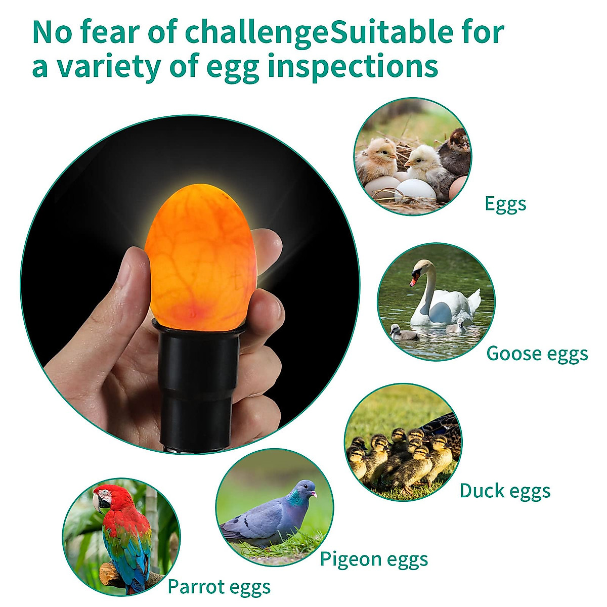 AZXIVIZ Egg Candler, Candling Light Tester for Eggs with High Intensity,Egg Candle for Distinguishing Fertile Chickens Ducks Quail Eggs