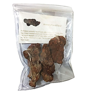 SUNNYHILL Coprolite Authentic Prehistoric Natural Fossilized Mineral Dung Stone Specimen Length 2-4" Weight 0.4 LB