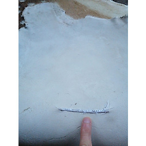 Robert Tartufferie Fallow Deer Skin Fur Hide pelt Rug Taxidermy Hunting Trophy