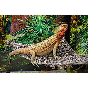 PENN-PLAX Reptology Lizard Lounger Corner Triangle – 100% Natural Seagrass Fiber – Great for Bearded Dragons, Anoles, Geckos, Iguanas, and Other Reptiles – Small