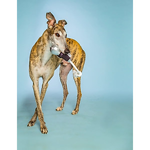 Doggy Parton Black Microphone Toy - O/S