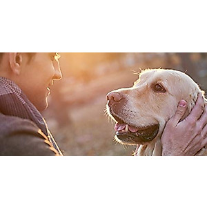 Dog Immunity - Dog Immune Support - Booster - Healthy PET - Supplement - Turmeric for Dogs with Allergies - 60 Treats (1 Bottle)