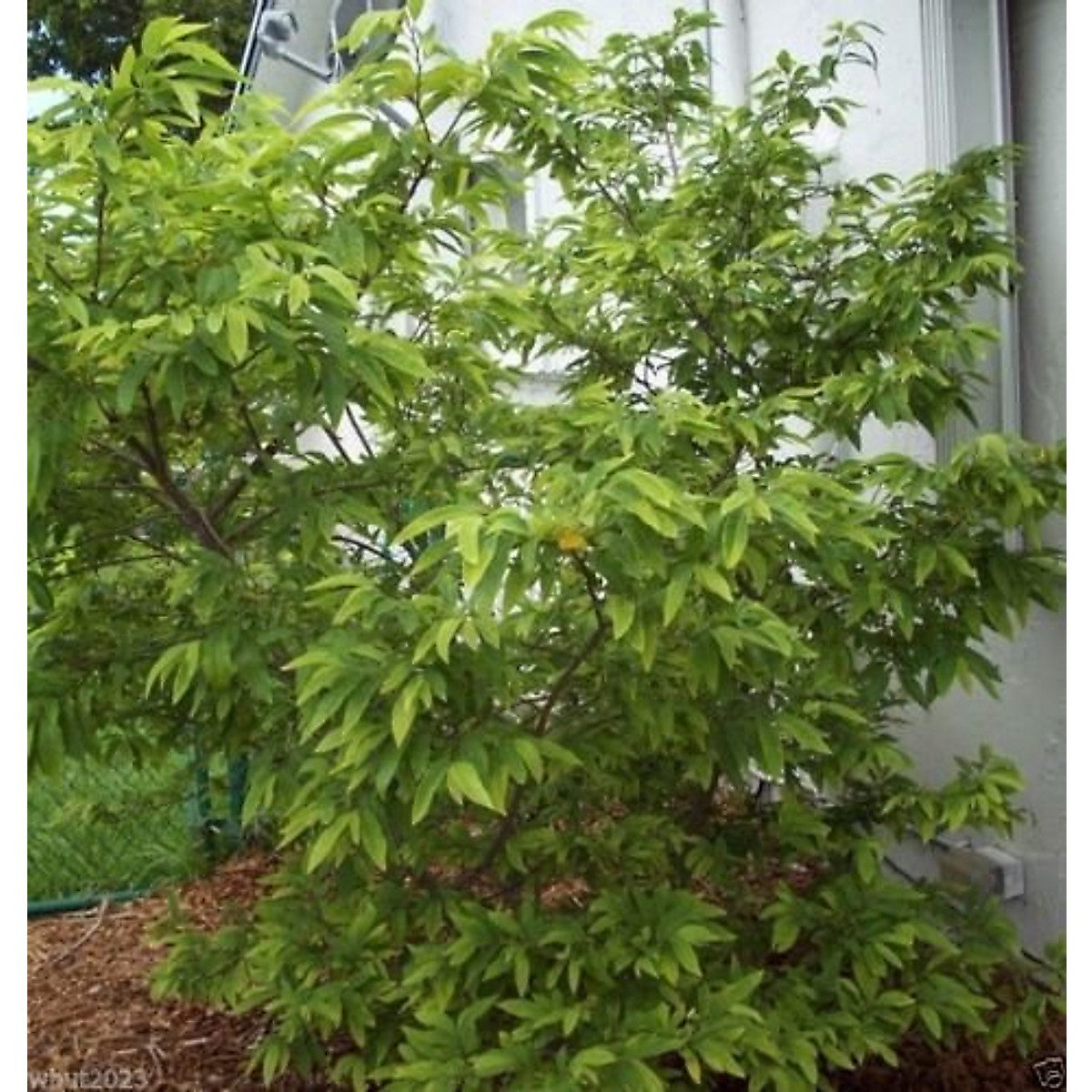 Jamaican Custard Apple Tree (10 Seeds) AKA bullock's Heart,Jamaican Apple !