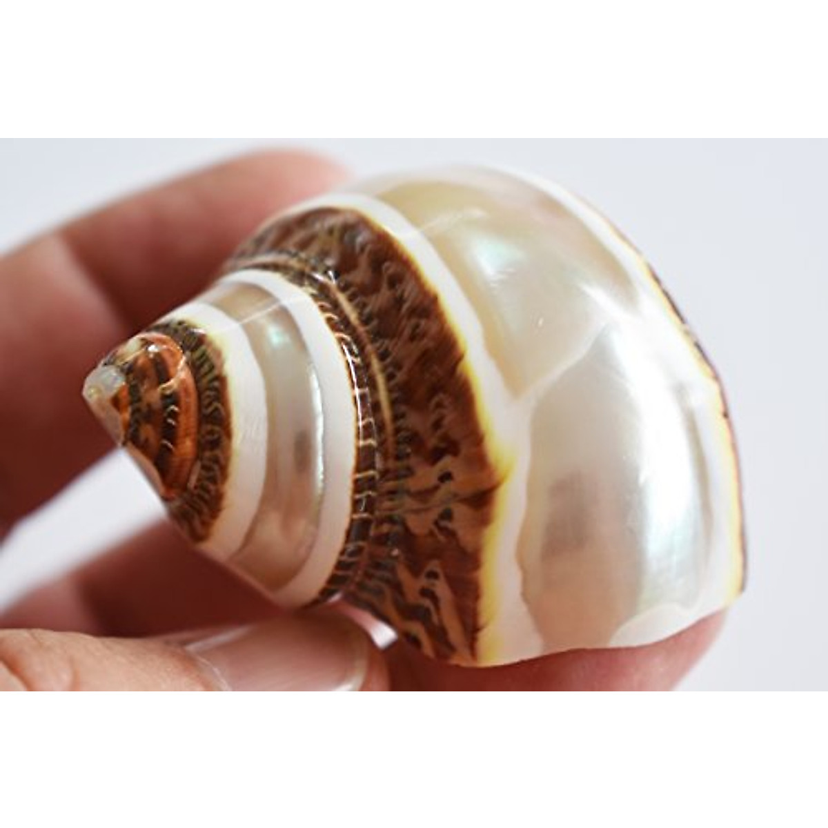 FSG - Select 10 Hermit Crab Shells Deluxe Turbo Changing Seashells Medium 1"-2" Size (Opening Size 1/2" - 1") Beautiful