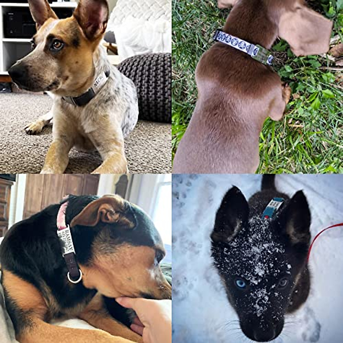 Slide-On Pet ID Tags - S/M/L/XL Personalized Dog and Cat Tags, Silent, No Noise Collar Tags Made of Stainless Steel, Large-fits 1 inch Collars, Custom Engraved Dog Name Tags