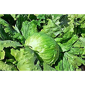 Iceberg Lettuce Seeds for Planting, 2500+ Heirloom Seeds Per Packet, (Isla's Garden Seeds), Non GMO Seeds, Botanical Name: Lactuca Sativa VAR, Great Home Garden Gift