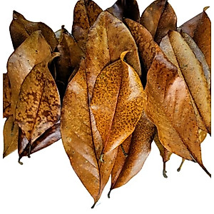 Magnolia Leaf Litter, 30-35 Premium Whole Natural Organic Hand Picked Leaves for Bioactive Enclosures, Reptiles, Amphibians