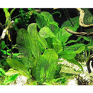 (Aponogeton Madagascar Lace) Live Aquarium Plant Bulb Aponogeton Boivinianus | Capuronii | Madagascar Lace | Ulvaceus and More!