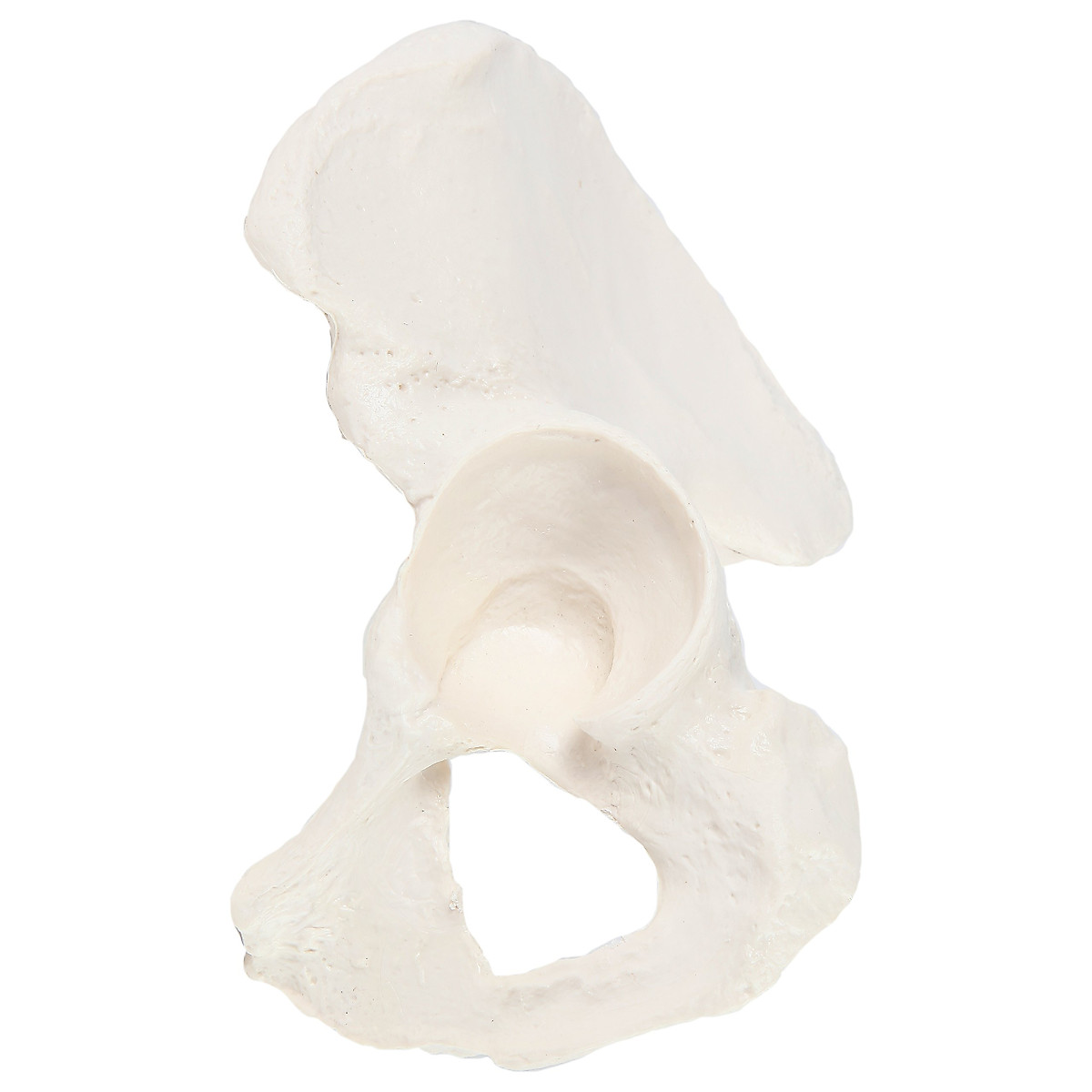 Axis Scientific Hip Bone Model | Left | Cast from a Real Human Coxal Bone l Hip Bone Model Has Realistic Texture and Important Bony Landmarks | Includes Product Manual