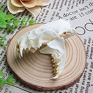 Acxico 1Pcs Mink Skulls Skull Specimen Animal Bone Specimen Gifts Skulls