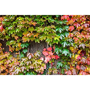 50 Boston Ivy Seeds for Planting - Easy to Grow Ivy Vine - Ships from Iowa, USA