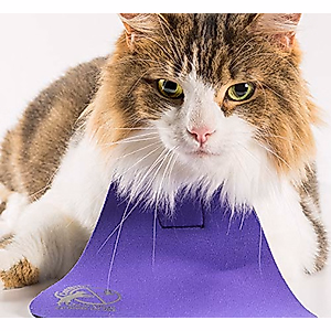 CatBib - Saves Birds, Protects Cats (Small, Turquoise)