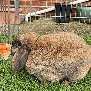 PINVNBY Rabbit Himalayan Salt Lick Block,Small Animals Chew Toys Rabbits Pink Natural Mineral Salts Blocks for Horses Bunny(8 Pcs)