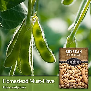 Survival Garden Seeds - Chiba Green Soybean Seed for Planting - 3 Packs with Instructions to Plant and Grow Protein-Rich Edamame Pods in Your Home Vegetable Garden - Non-GMO Heirloom Variety