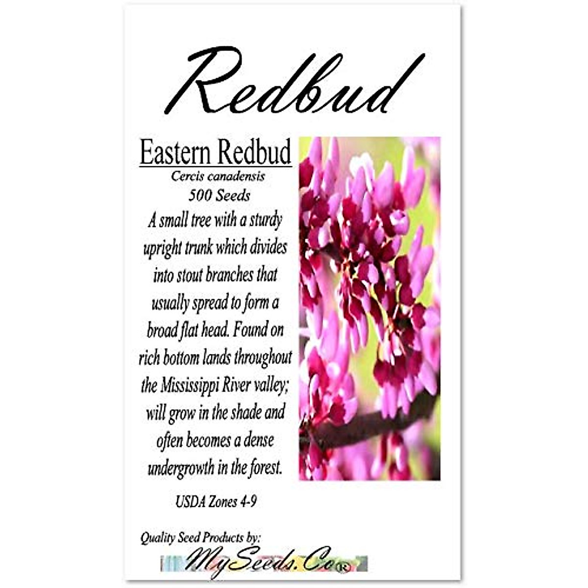 Big Pack - (500) Eastern Redbud Tree Seeds - Cercis Canadensis - Gorgeous Purplish-Pink Blossoms - Very Cold Hardy Zones 4-9 - Big Pack Seeds by MySeeds.Co (Big Pack - Eastern Redbud)