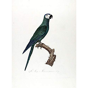 Red-bellied Macaw (L'Ara Macavouanne)