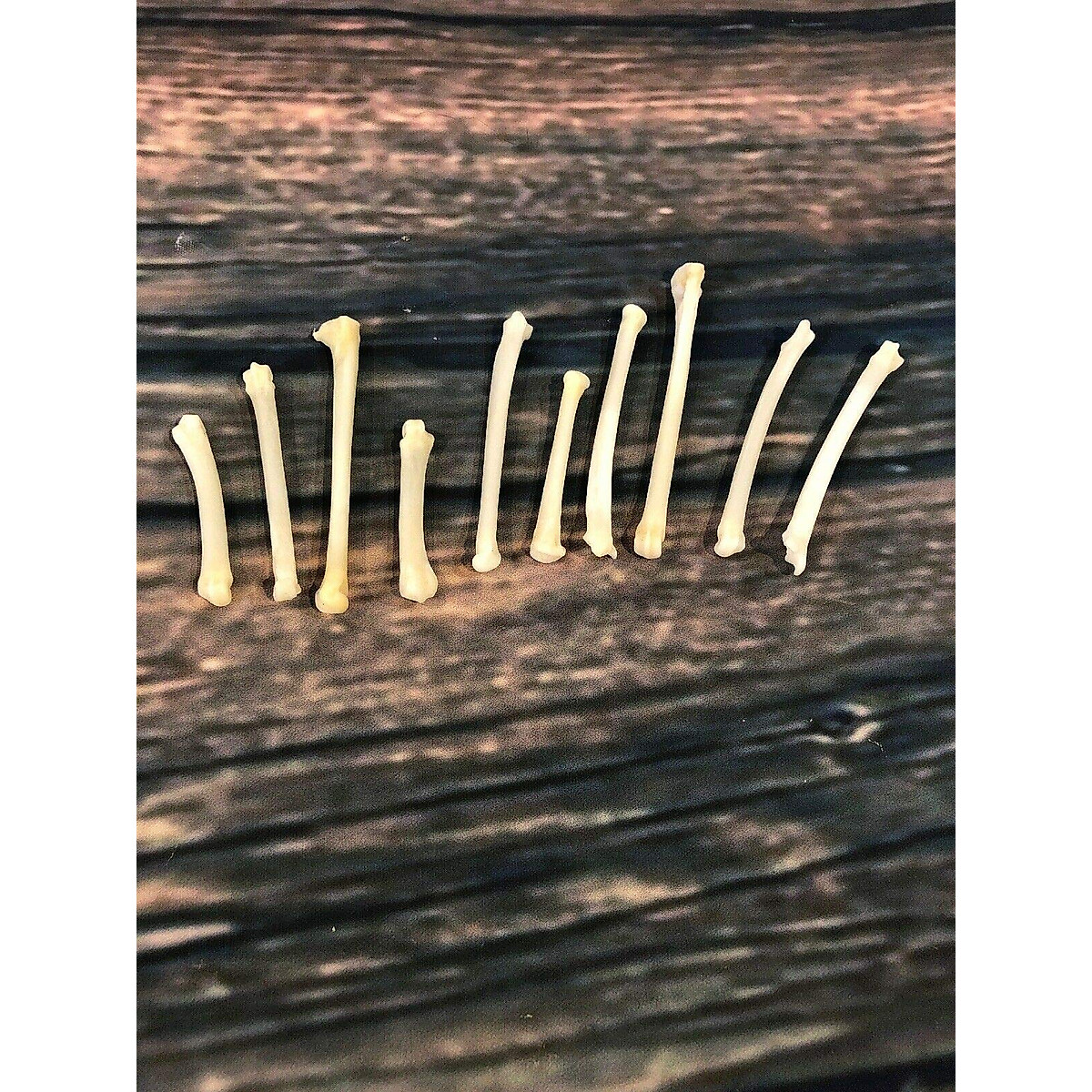 10 Real Red Fox Paw Bone Mountain Man Craft Supply Jewelry Earring Gothic Claws