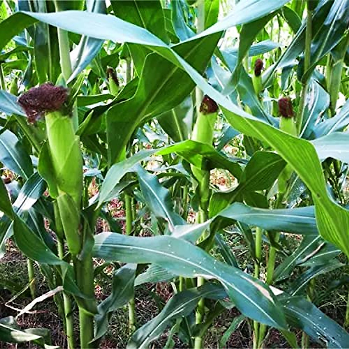 200 pcs "Peaches and Cream" Bi-Color Sweet Corn Seeds, Non GMO & Heirloom Seeds, Peaches & Cream Zea Mays Seeds