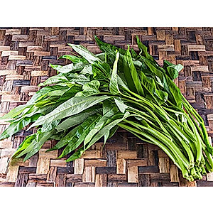 Gaea's Blessing Seeds - Ong Choy Seeds - Kong Xin CAI Kangkong - Non-GMO Seeds with Easy to Follow Planting Instructions 94% Germ Rate (Pack of 1)