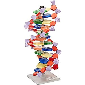 Molymod miniDNA (AMDNA06012) DNA Model 12 Base Pair Layer Kit