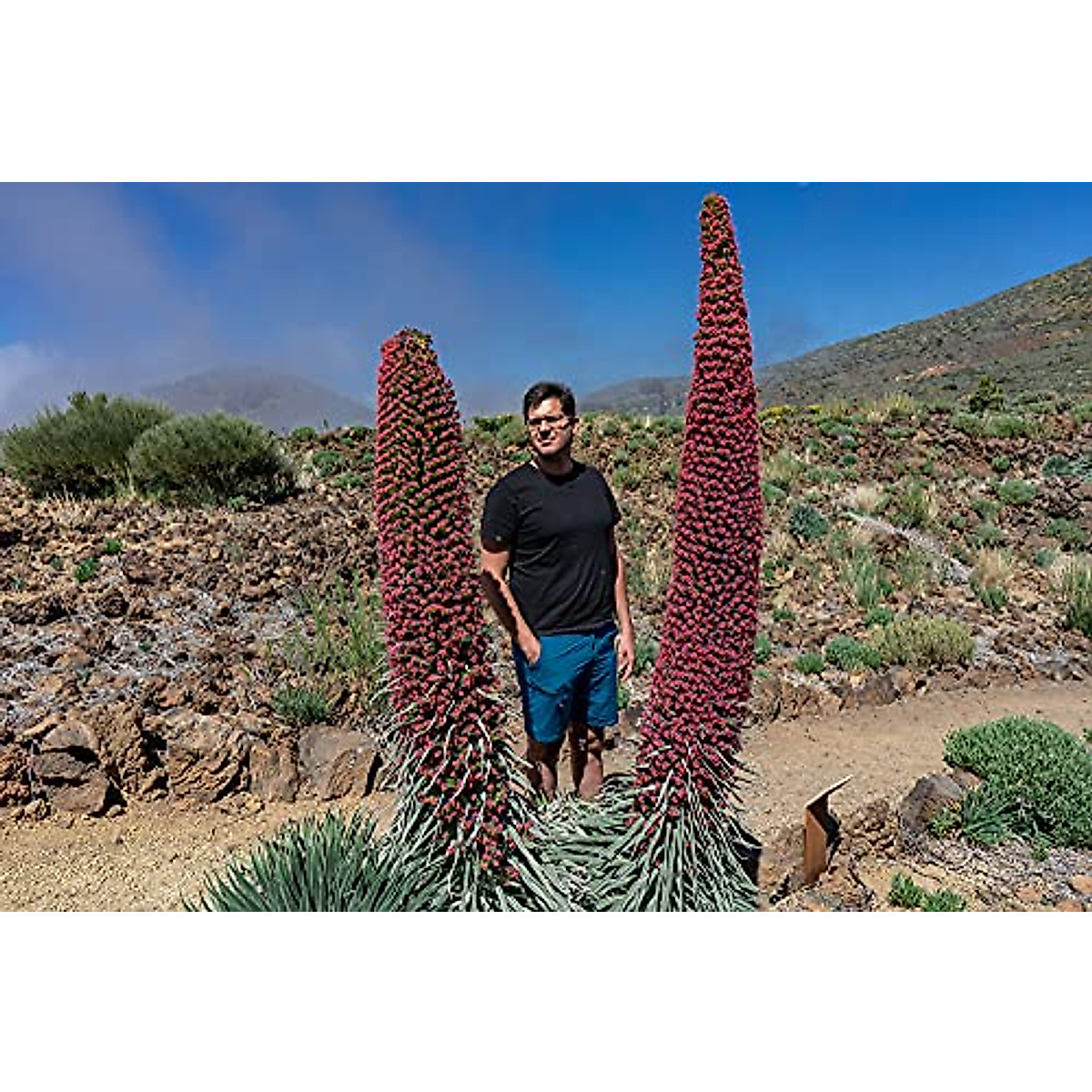 10 Tower of Jewels Seeds - Echium Wildpretii - Rare and Exotic Flowering Plant - Excellent Bonsai Specimen