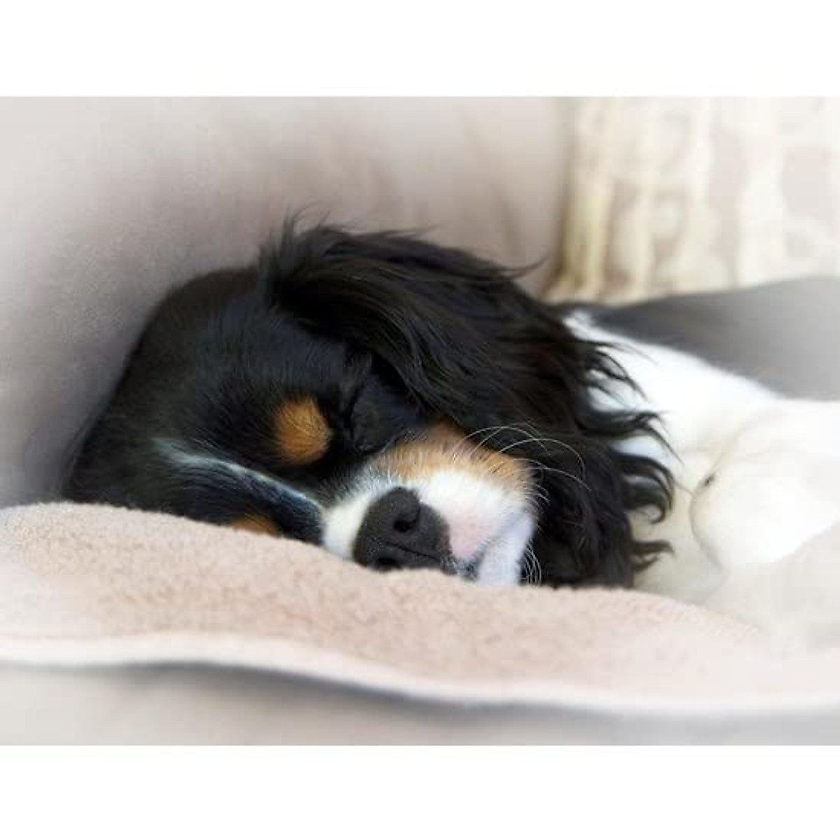 CafePress Cavalier King Charles Spaniel Mug Ceramic Coffee Mug, Tea Cup 11 oz