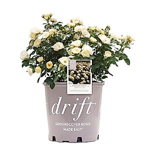 Drift Popcorn Rose, 2 Gal