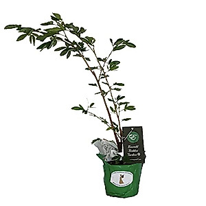 SCHULTZII Pink Powder Puff Tree Live Plant Oriental Rose Cascade Calliandra Unique Flowers Bonsai Starter Plant 4 Inch Pot Emerald tm