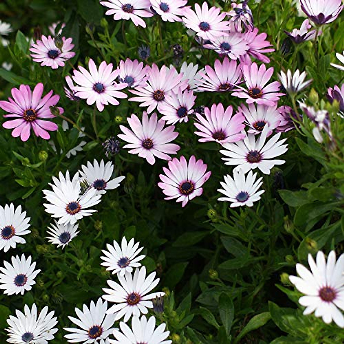 Outsidepride African Daisy Osteospermum Ecklonis Flower Seed Mix - 100 Seeds