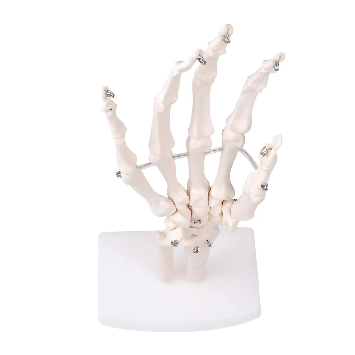 Hand Joint Anatomical Model Skeleton Model Human Medical Anatomy Life Size Educational Hand Bone Mold Anatomical Hand