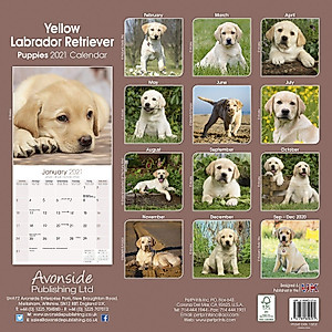 Lab Puppies Calendar - Yellow Labrador Retriever Puppies - Dog Breed Calendars - 2020 - 2021 wall calendars - 16 Month Calendar by Avonside