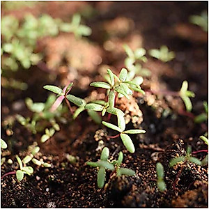 Seed Needs, Portulaca Seeds - 1,000 Heirloom Seeds for Planting Portulaca grandiflora - Moss Rose, Great for Rock Gardens (1 Pack)