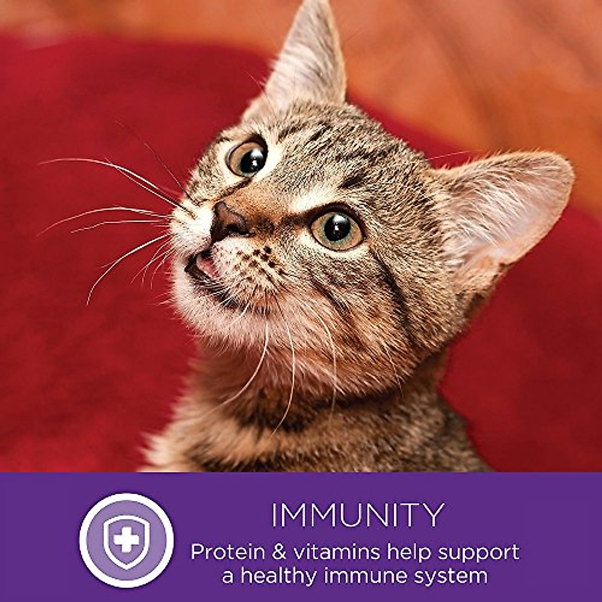 Wellness Complete Health Natural Grain Free Wet Canned Cat Food, Minced Salmon Entree, 3-Ounce Can (Pack of 24)