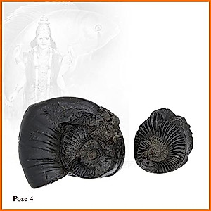 Vedic Vaani Lord Vishnu Avatar Matsya Shaligram Shila for Puja (Pack of 4)