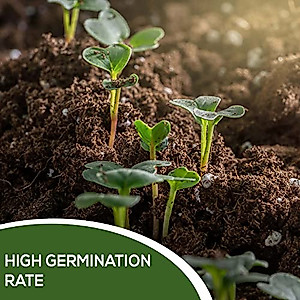 Medicinal and Tea Herb Seeds Collection - Over 4,500 Heirloom and Non GMO Garden Seeds for Planting Indoor, Outdoor & Hydroponic - Includes Basil, Lemon Balm, Chamomile, Lavender, and More