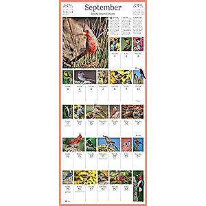 Audubon Songbirds and Other Backyard Birds Picture-A-Day Wall Calendar 2022: Your Daily Sighting of Songsters that Bring Color, Joy, and Sweet Melodies.