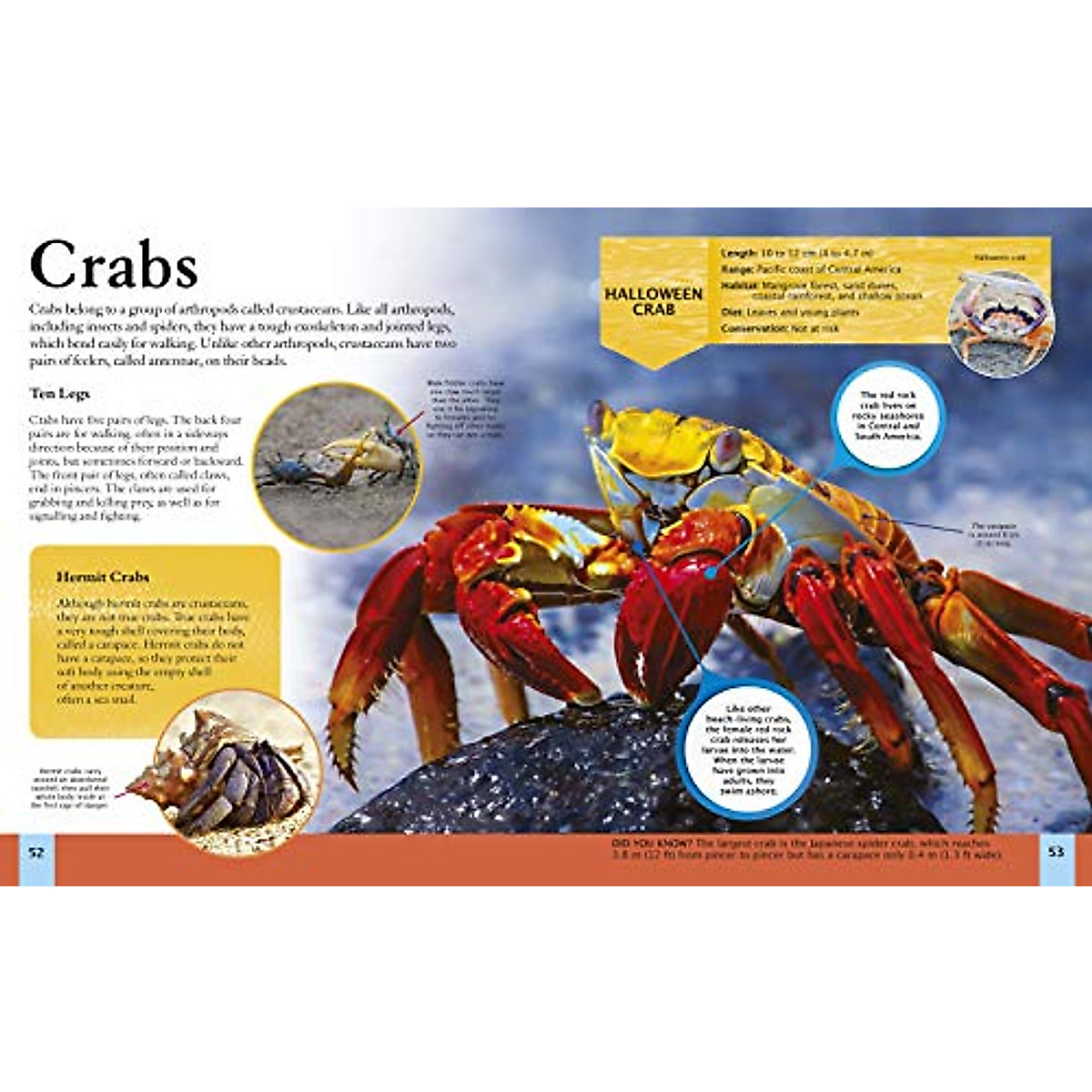 Children's Encyclopedia of Ocean Life: A Deep Dive into Our World's Oceans (Arcturus Children's Reference Library, 10)