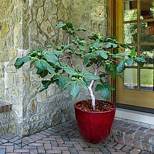 Fignomenal Dwarf Fig Tree – Dwarf Fig Plant – Self Fertile