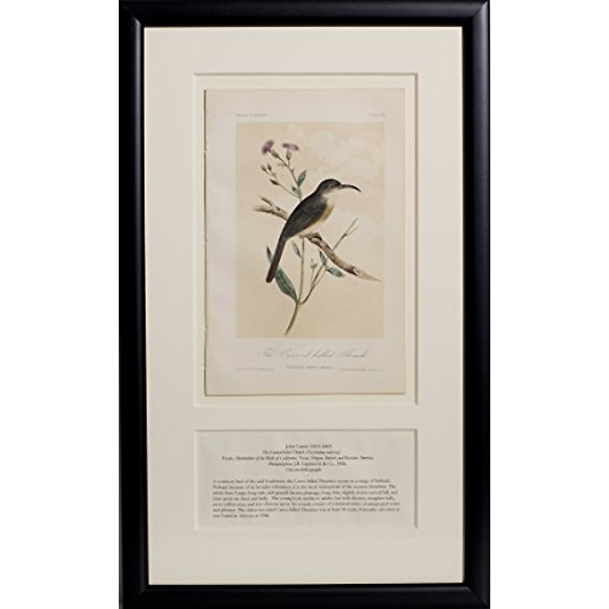 The Curved-billed Thrush