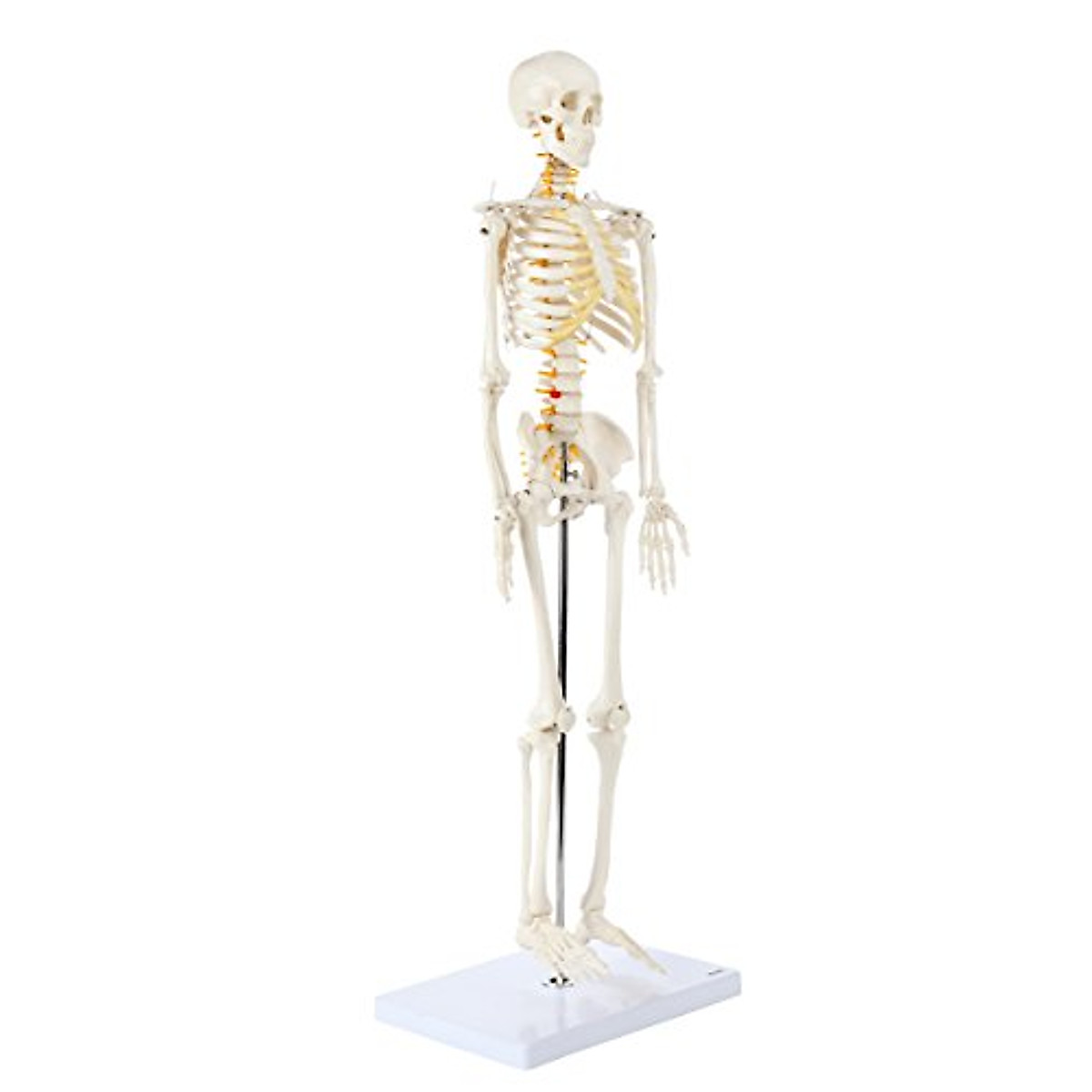 Axis Scientific Mini Human Skeleton Model with Metal Stand, 31" Tall with Removable Arms and Legs, Easy to Assemble, Includes Detailed Product Manual for Study