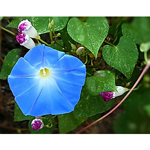 TKE Farms - Morning Glory Seeds for Planting, Heavenly Blue, 5 Grams ≈ 150 Seeds, Ipomoea Tricolor