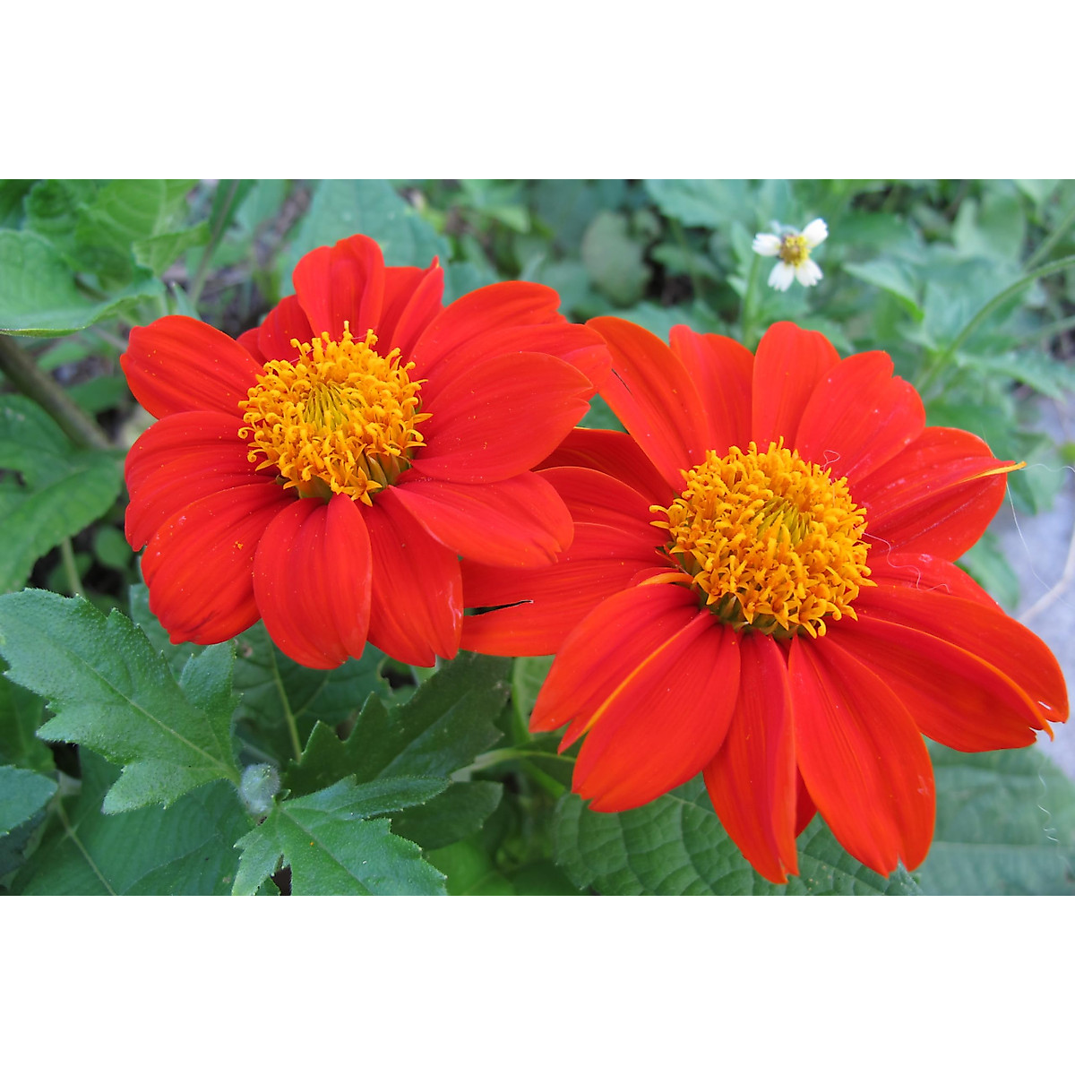 Mexican Sunflower Seeds for Planting – Plant & Grow Heirloom Mexican Sunflowers in Home Outdoor Garden – Planting Instructions for Vibrant Blooms – Great Gardening Gift, 1 Packet