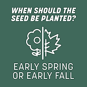 Pennington Kentucky 31 Tall Fescue Penkoted Grass Seed 7 lb