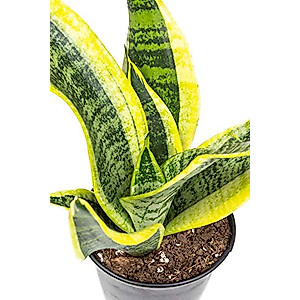 Live Snake Plant, Sansevieria trifasciata Superba, Fully Rooted Indoor House Plant in Pot, Mother in Law Tongue Sansevieria Plant, Potted Succulent Plant, Houseplant in Potting Soil by Plants for Pets