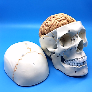 Learning Resources Human Skull and Brain Anatomical Model, Anatomically Accurate Human Skull and Brain Life Size Anatomy Model for Science Classroom Study Display Teaching Model
