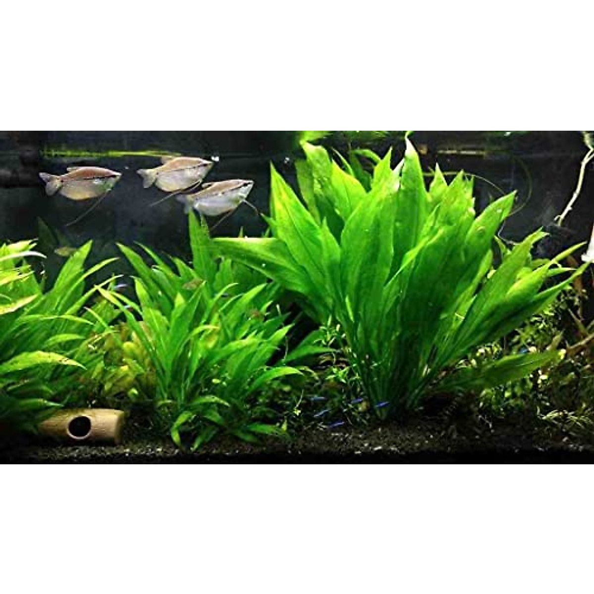 Marcus Fish Tanks - 3X Amazon Sword Echinodorus Bleheri Easy Live Aquarium Plants for Aquatic Freshwater Fish Tank