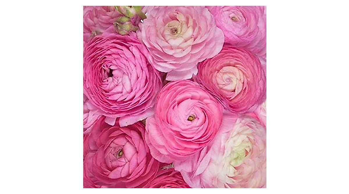 Buy Pink Ranunculus Bulbs (100 Pack) - Easy Grow, Fragrant