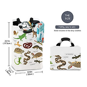 Green and Brown Pet Reptiles Frog Iguana Lizard Snake Newt Turtle Laundry Hamper Basket Bucket, Foldable Dirty Clothes Bag, Waterproof Fabric Washing Bin, Toy Storage with Handles for Bathroom