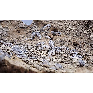 Bugzy Bugs Porcellio Laevis Dairy Cow 15 Count Live Isopods Roly Poly Cleanup Crew Reptile Food Terrarium Vivarium